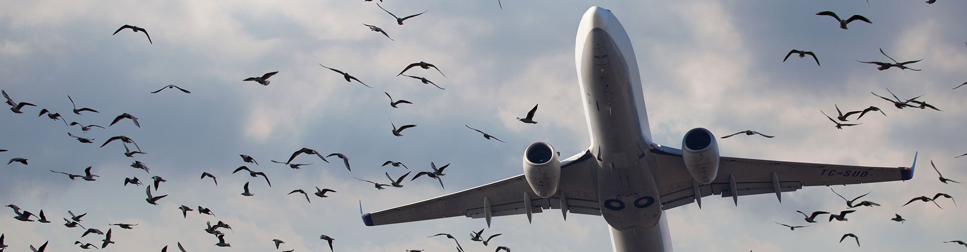On a Wing and a Prayer Analyzing the Impact of Bird Strike | Cyient